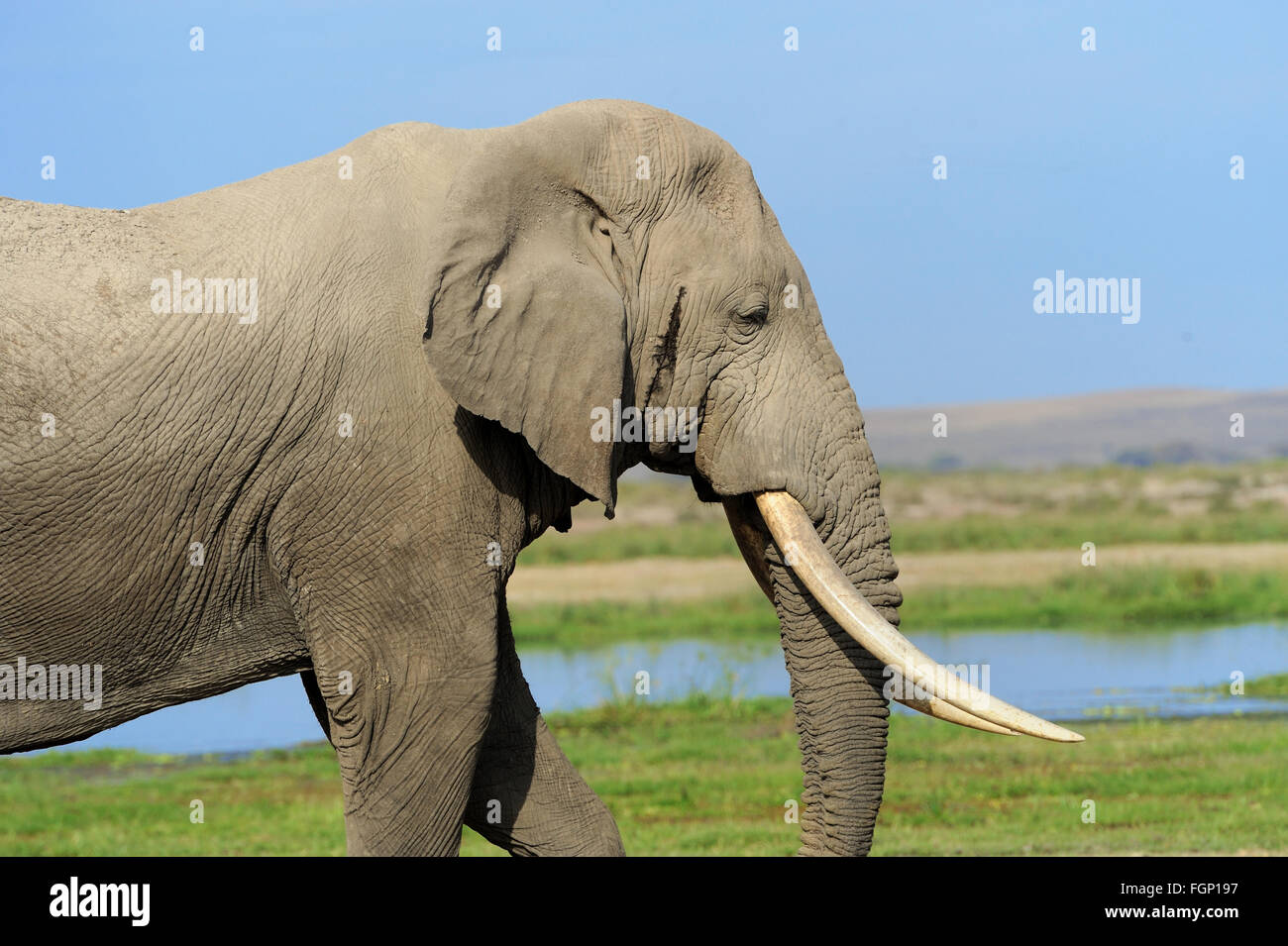 Big elephant hi-res stock photography and images - Alamy