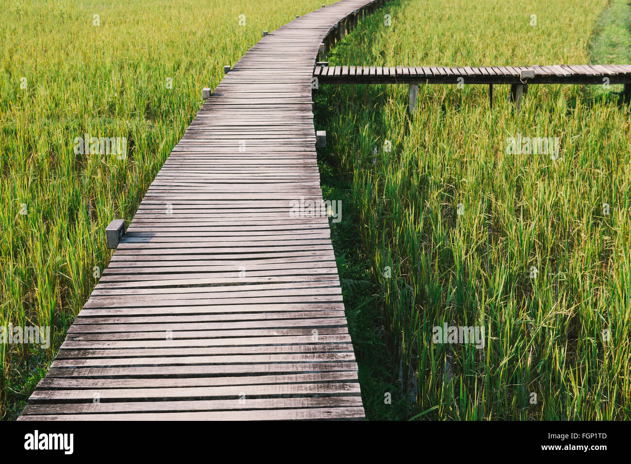 Wooden bridge to rice field Stock Photo - Alamy