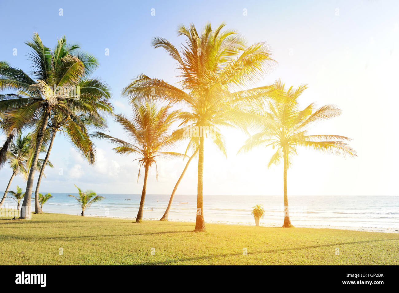 Beautiful palm trees at the beach Stock Photo - Alamy