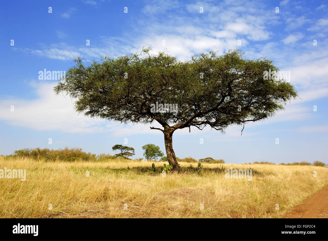 Beautiful landscape with tree in Africa. National park of Kenya Stock ...