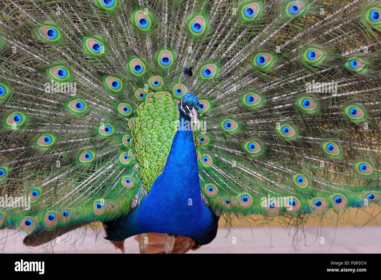 Portrait of beautiful pavo with feathers out Stock Photo - Alamy