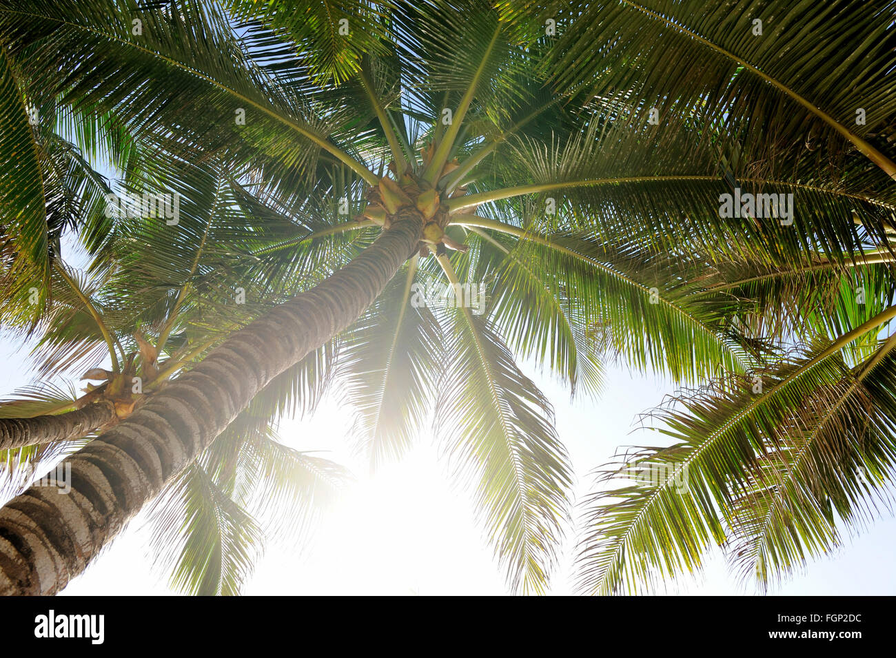 Beautiful palm trees at beach Stock Photo - Alamy