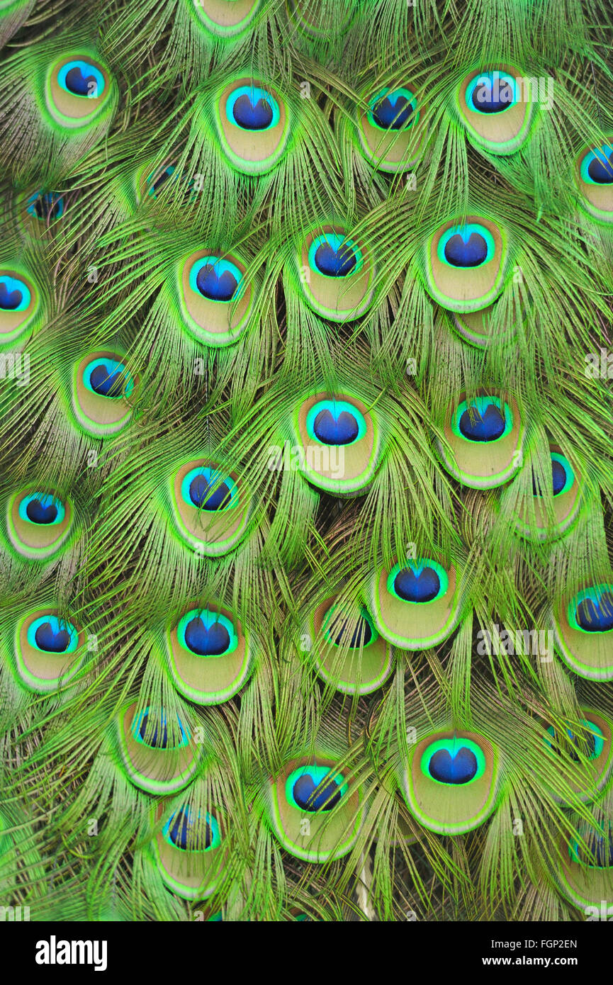 Peacock texture hi-res stock photography and images - Alamy