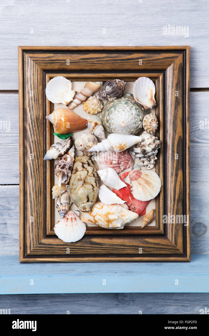 picture of seashells Stock Photo - Alamy