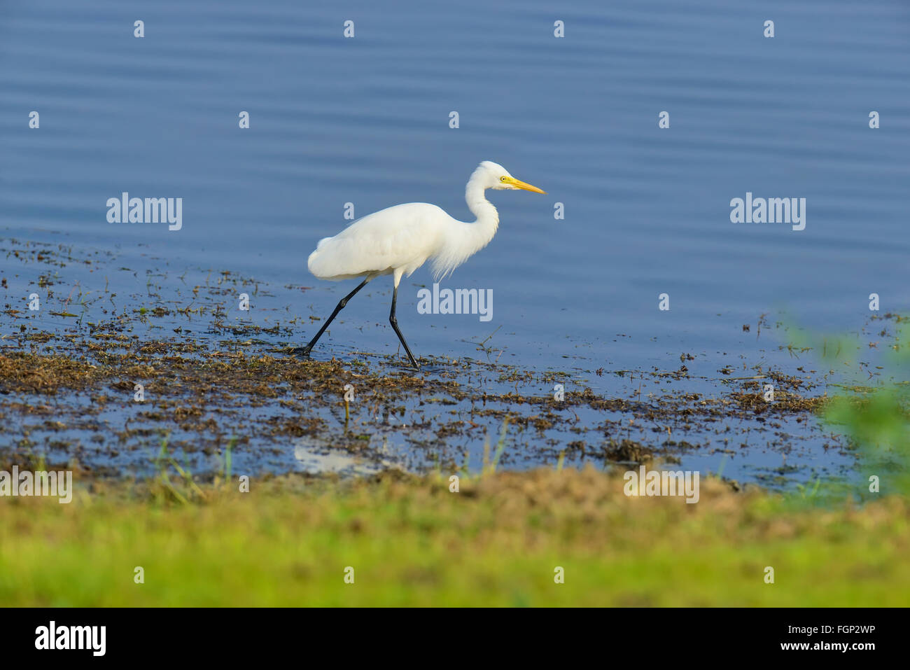 Great white egret stands in wildlife pond Stock Photo - Alamy
