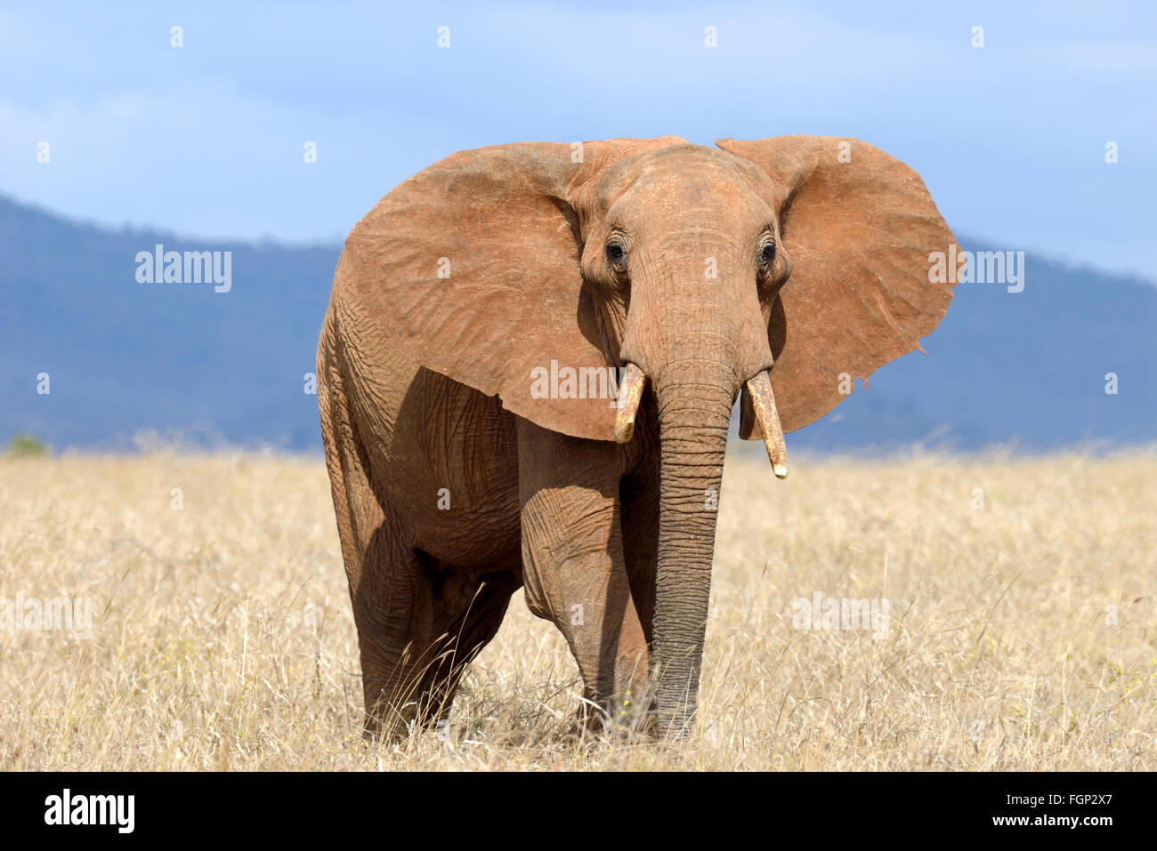 Red elephant in National park of Kenya, Africa Stock Photo - Alamy