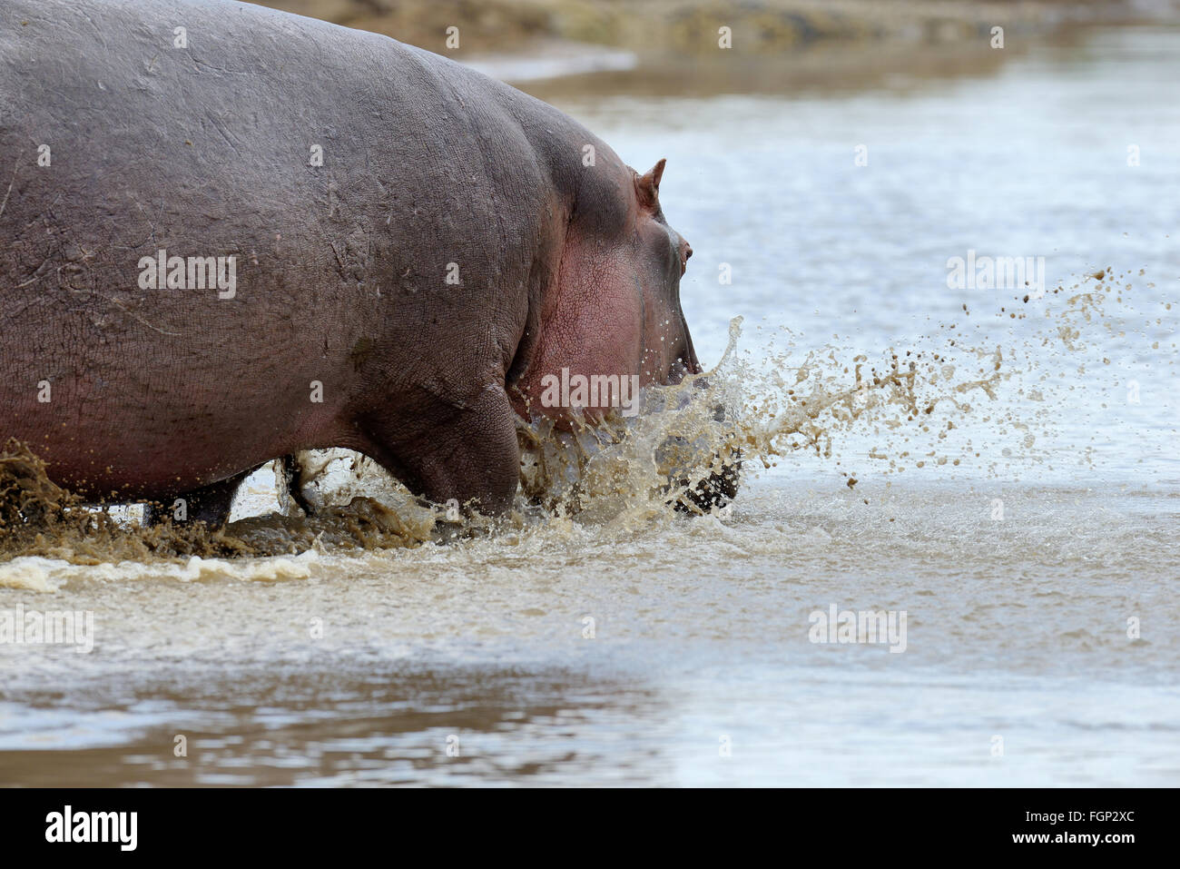 Big hippo in National park of Kenya, Africa Stock Photo - Alamy
