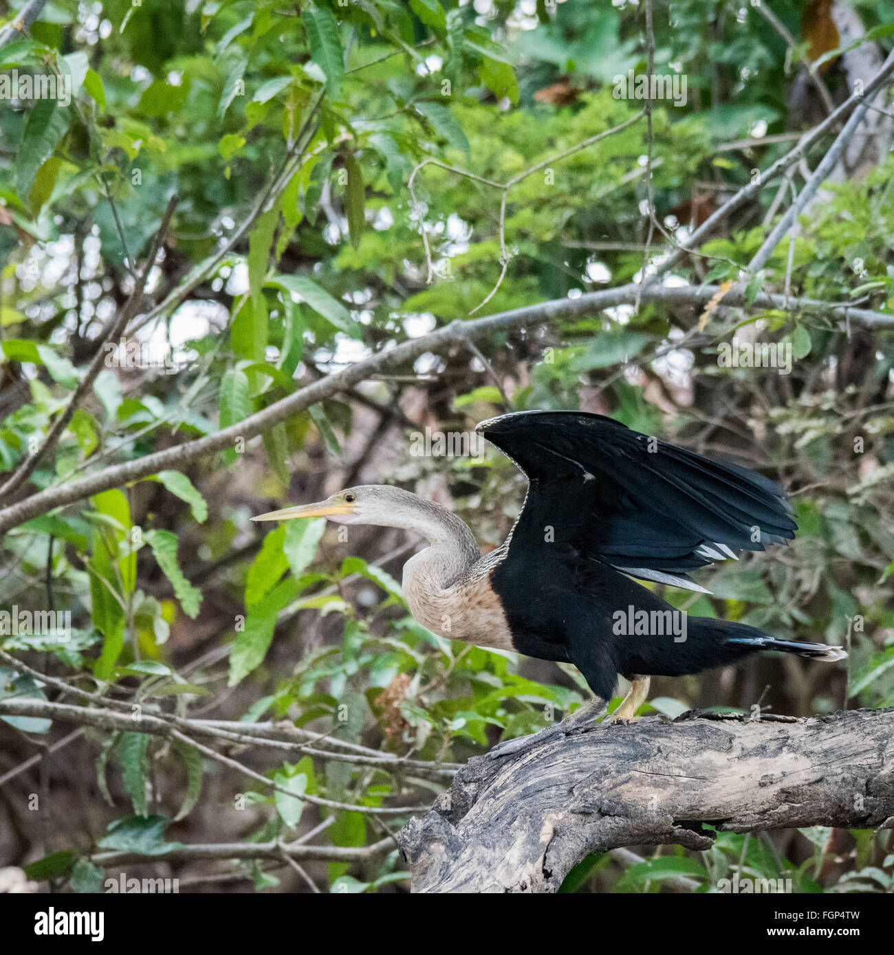 Anhinga (Anhinga anhinga) drying wings, Guyana, South America Stock ...