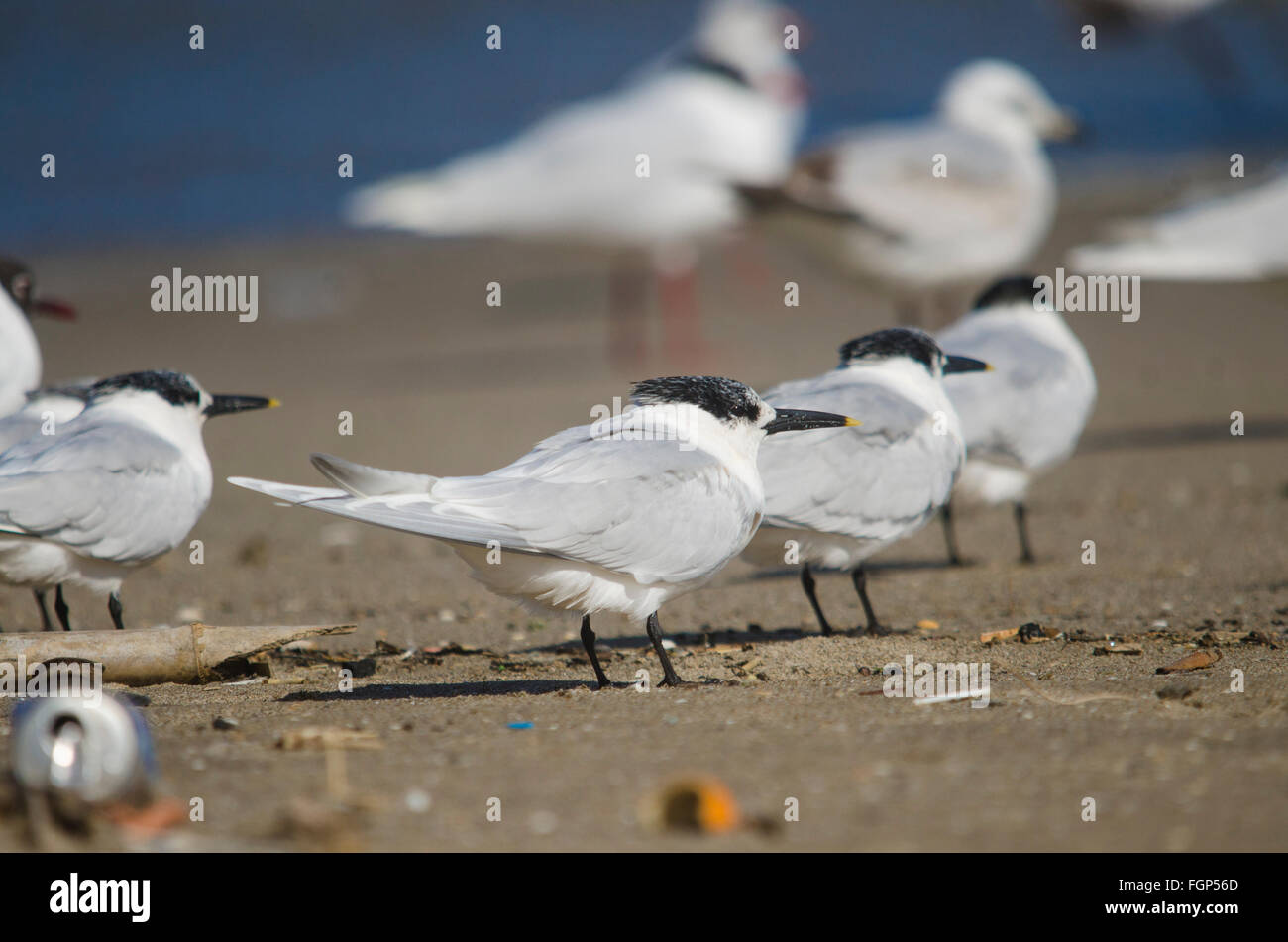 Sandwich terns, Thalasseus sandvicensis, resting on beach, Andalusia ...