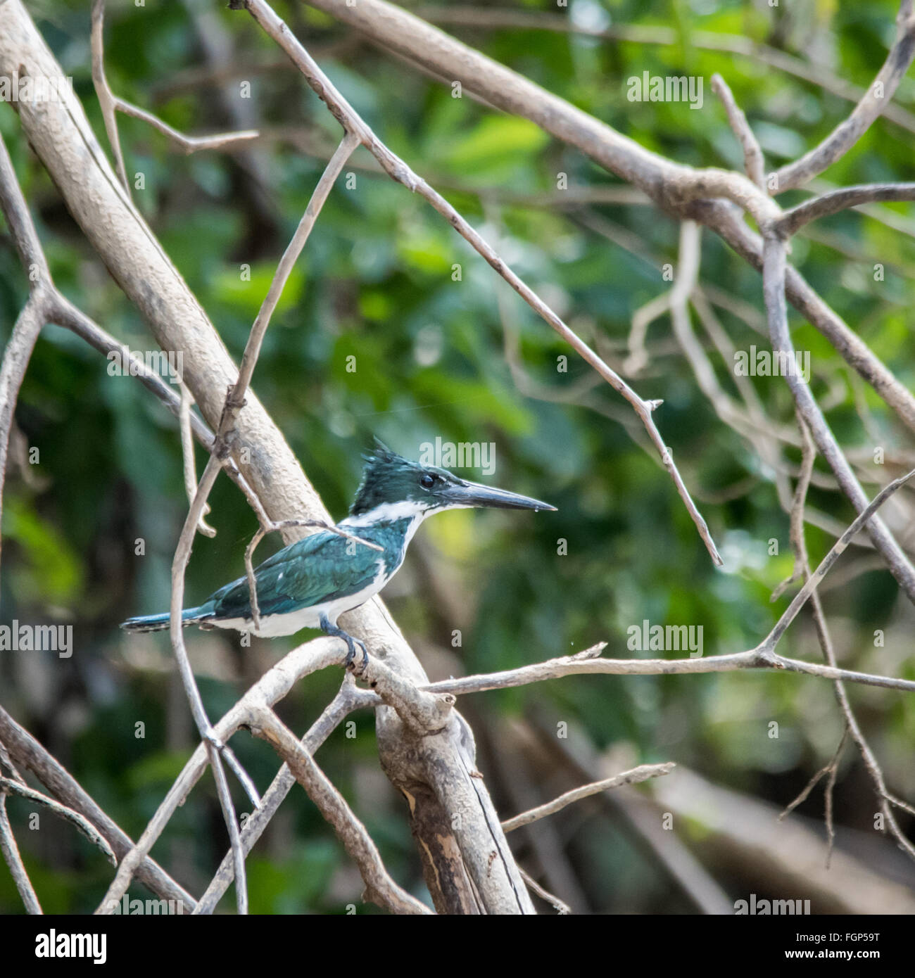 Amazona kingfisher hi-res stock photography and images - Alamy