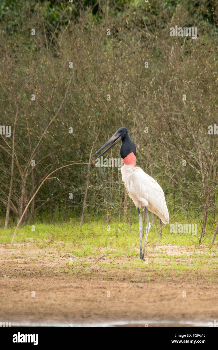 Jabiru bird hi-res stock photography and images - Alamy