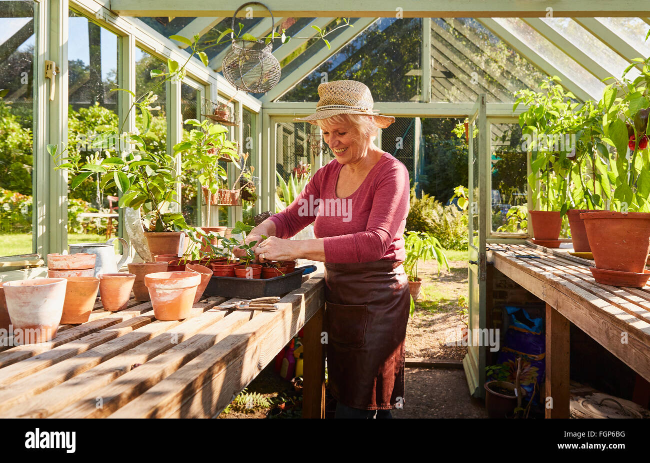 Potting plants hi-res stock photography and images - Alamy