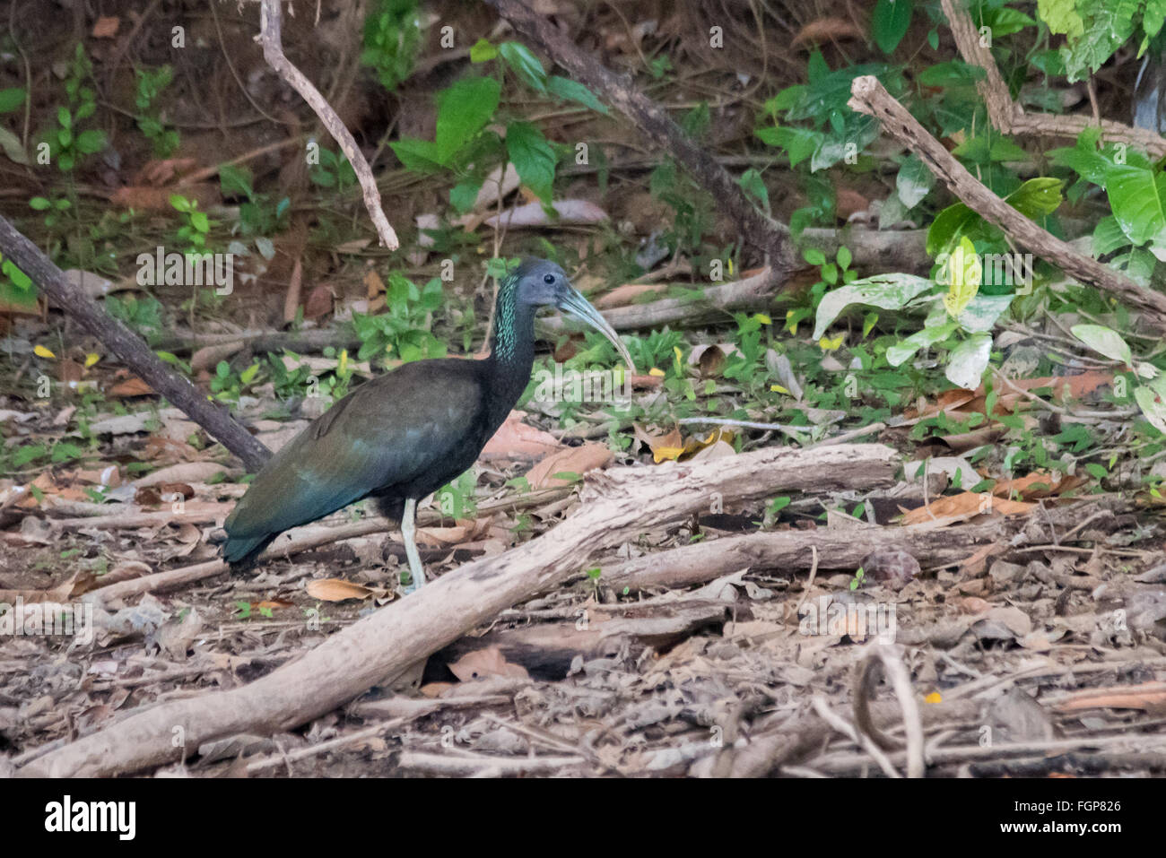 Green ibis guyana hi-res stock photography and images - Alamy