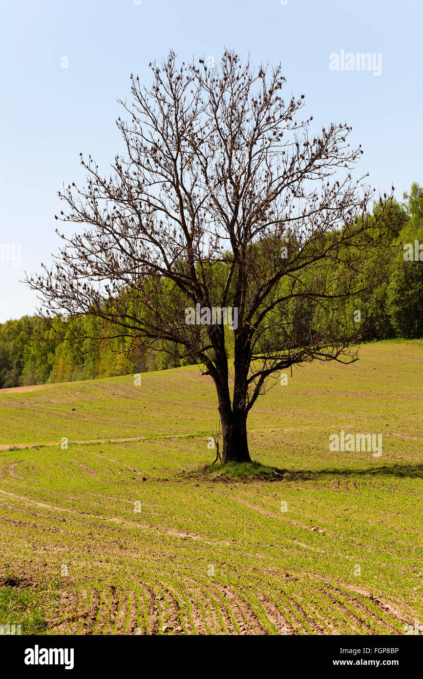 tree in the field Stock Photo - Alamy