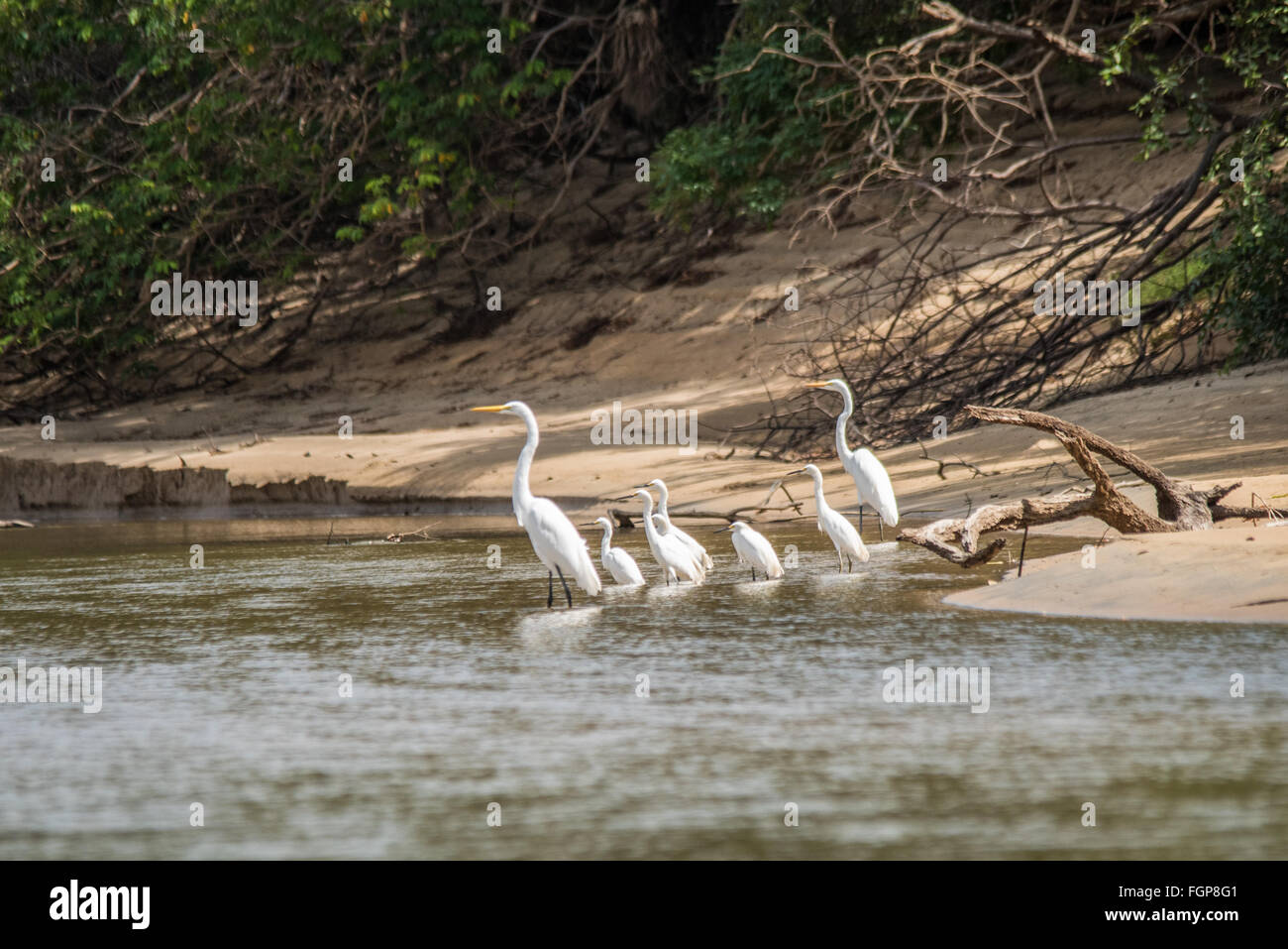 Little egrets; egretta garzetta and Great Egrets (Ardea alba), Guyana ...