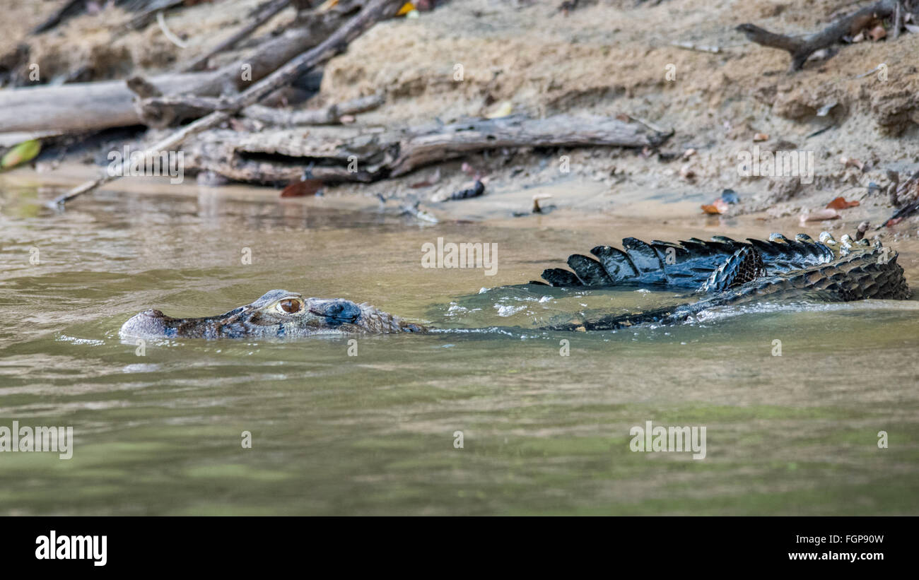 Black Caiman (Melanosuchus niger), Guyana, South America Stock Photo ...