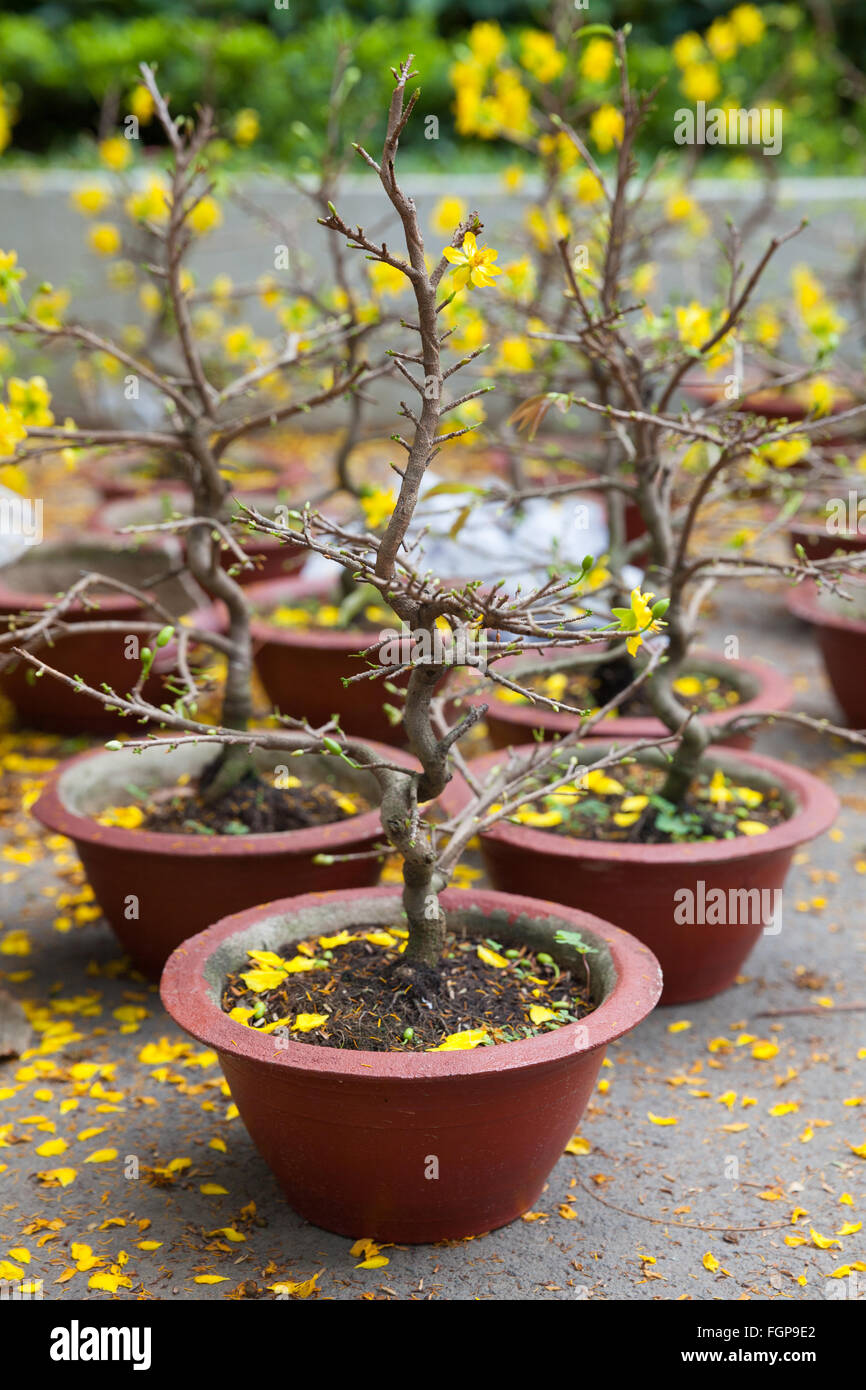 Tet Blossom Trees the symbols of Lunar New Year Holidays at the street ...