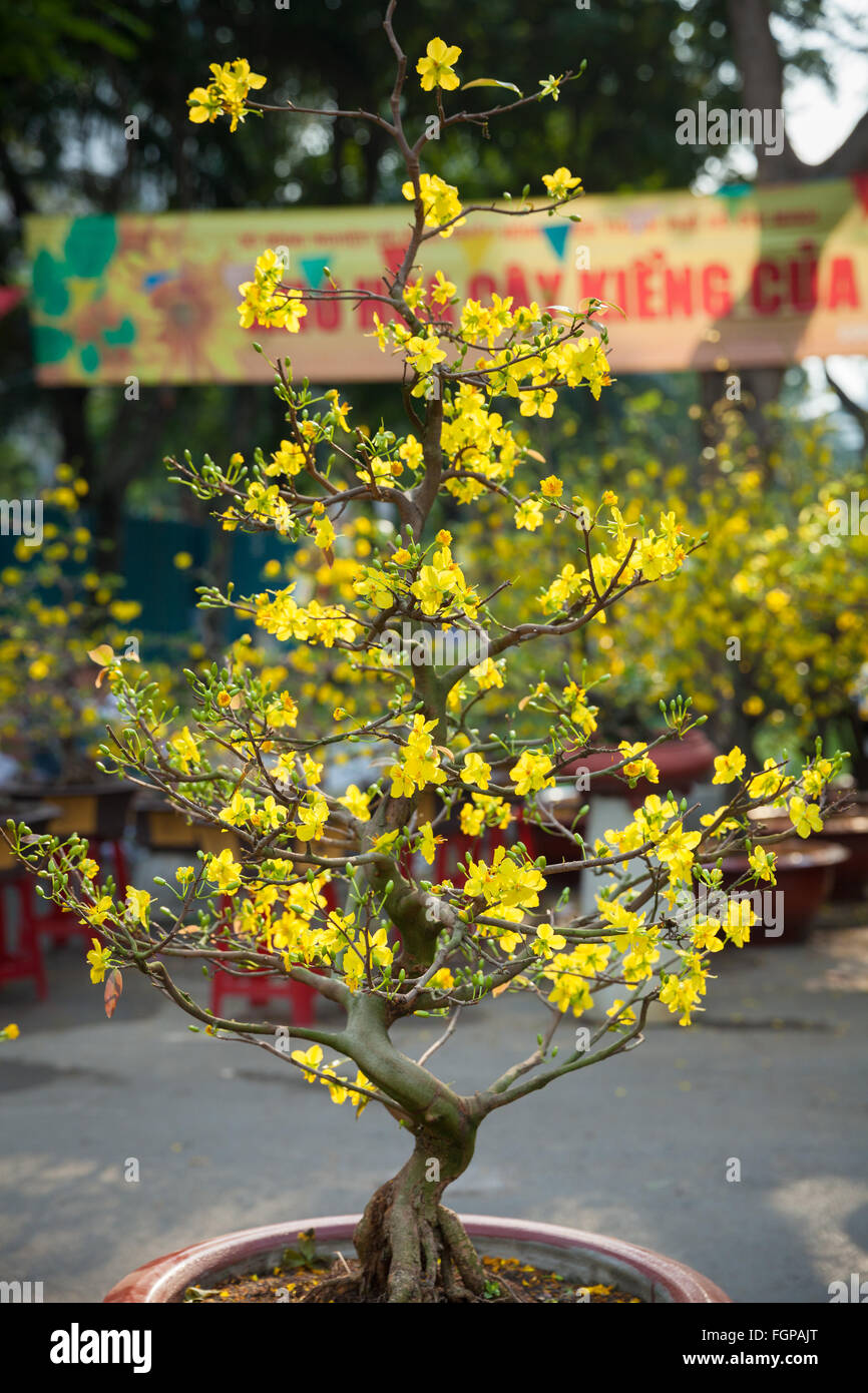 Tet Blossom Trees the symbols of Lunar New Year Holidays at the street ...