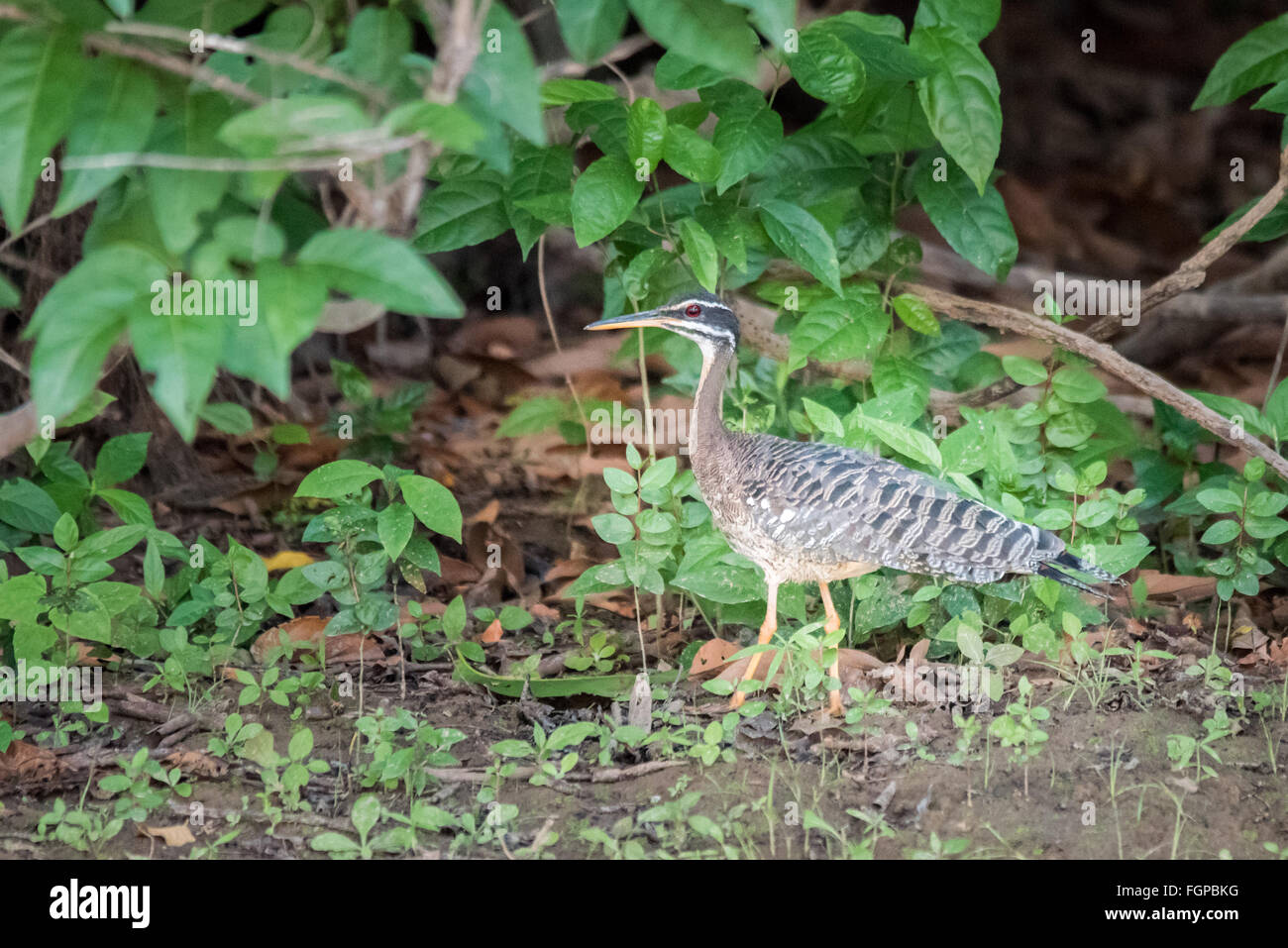 Sunbittern (Eurypyga helias), Guyana, South America Stock Photo - Alamy