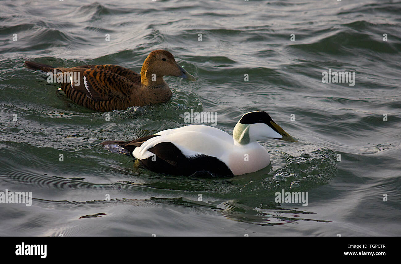 Eider feeding hi-res stock photography and images - Alamy