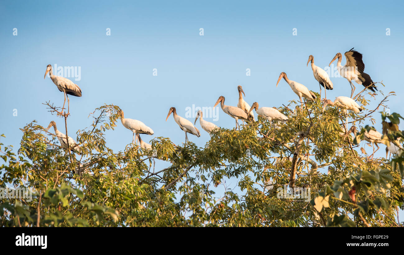 South american wetland bird hi-res stock photography and images - Alamy