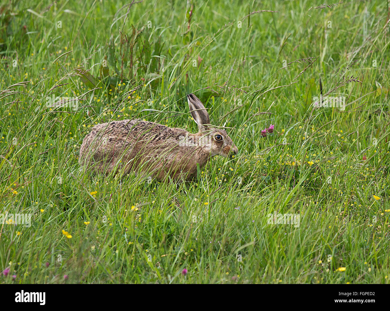 Wild hare flowers hi-res stock photography and images - Alamy