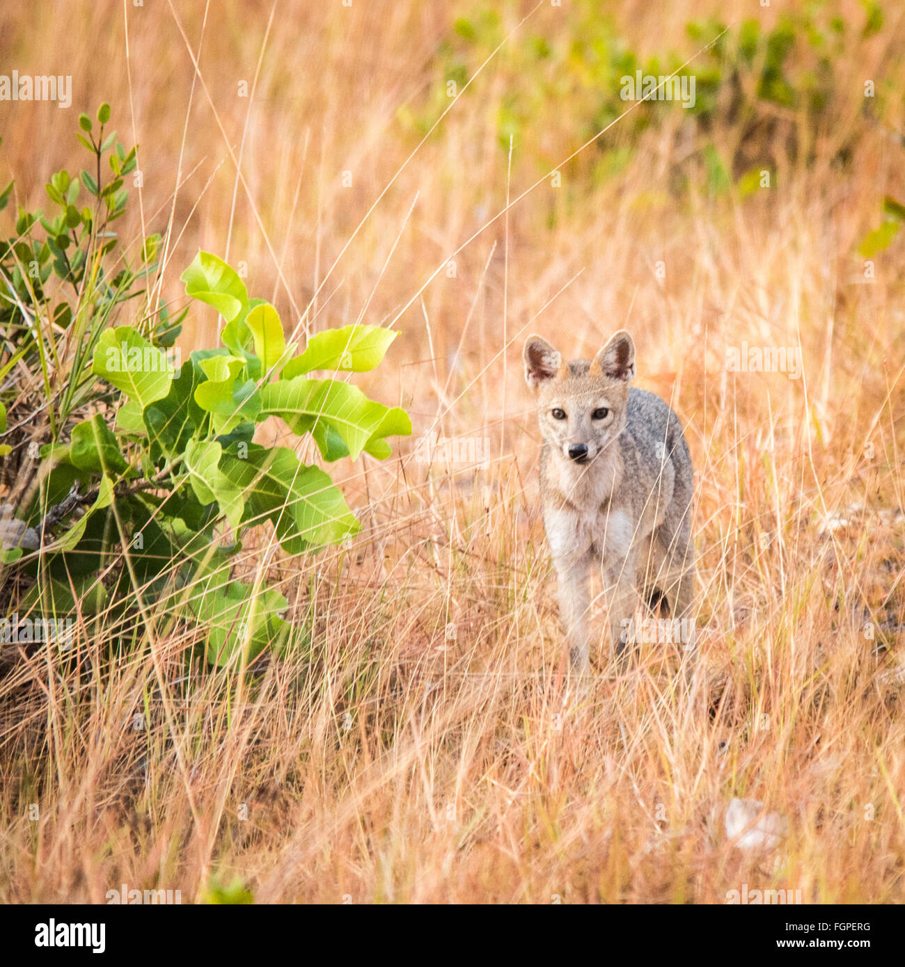Crab-eating Fox (Cerdocyon thous), Guyana, South America Stock Photo ...