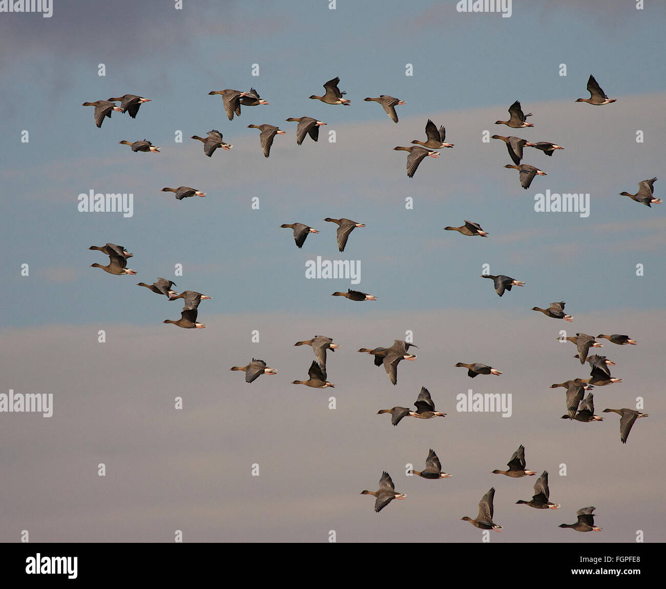 Pink feet geese flying october hi-res stock photography and images - Alamy