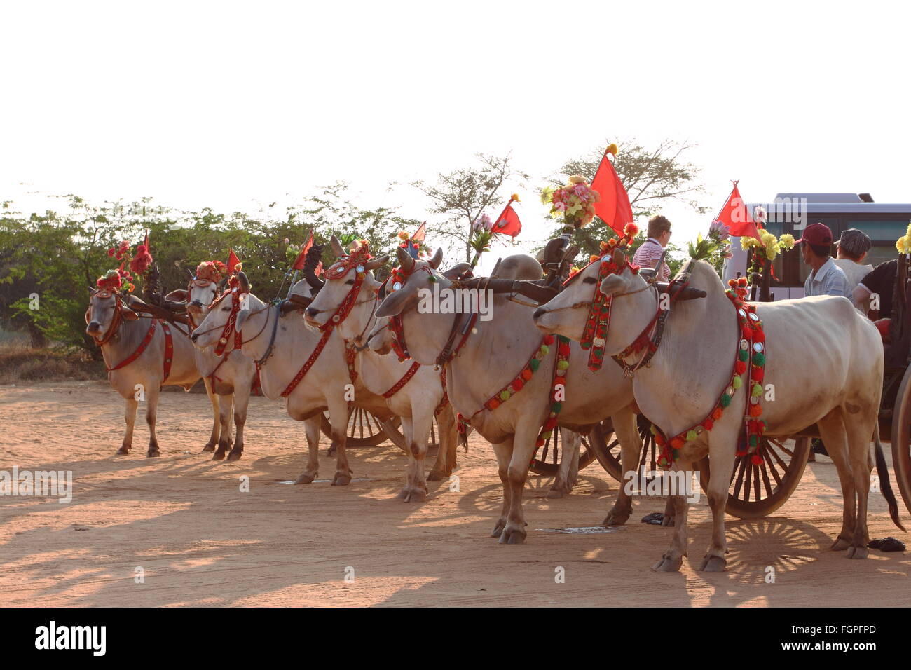 Oxen pulling hi-res stock photography and images - Alamy