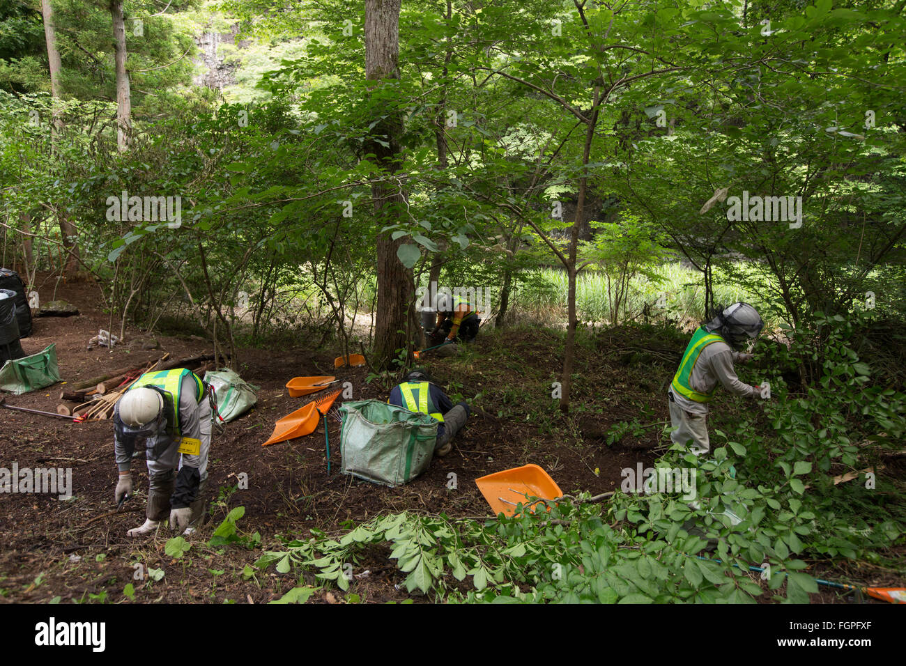 Radioactive decontamination process of the forests and fields, in ...