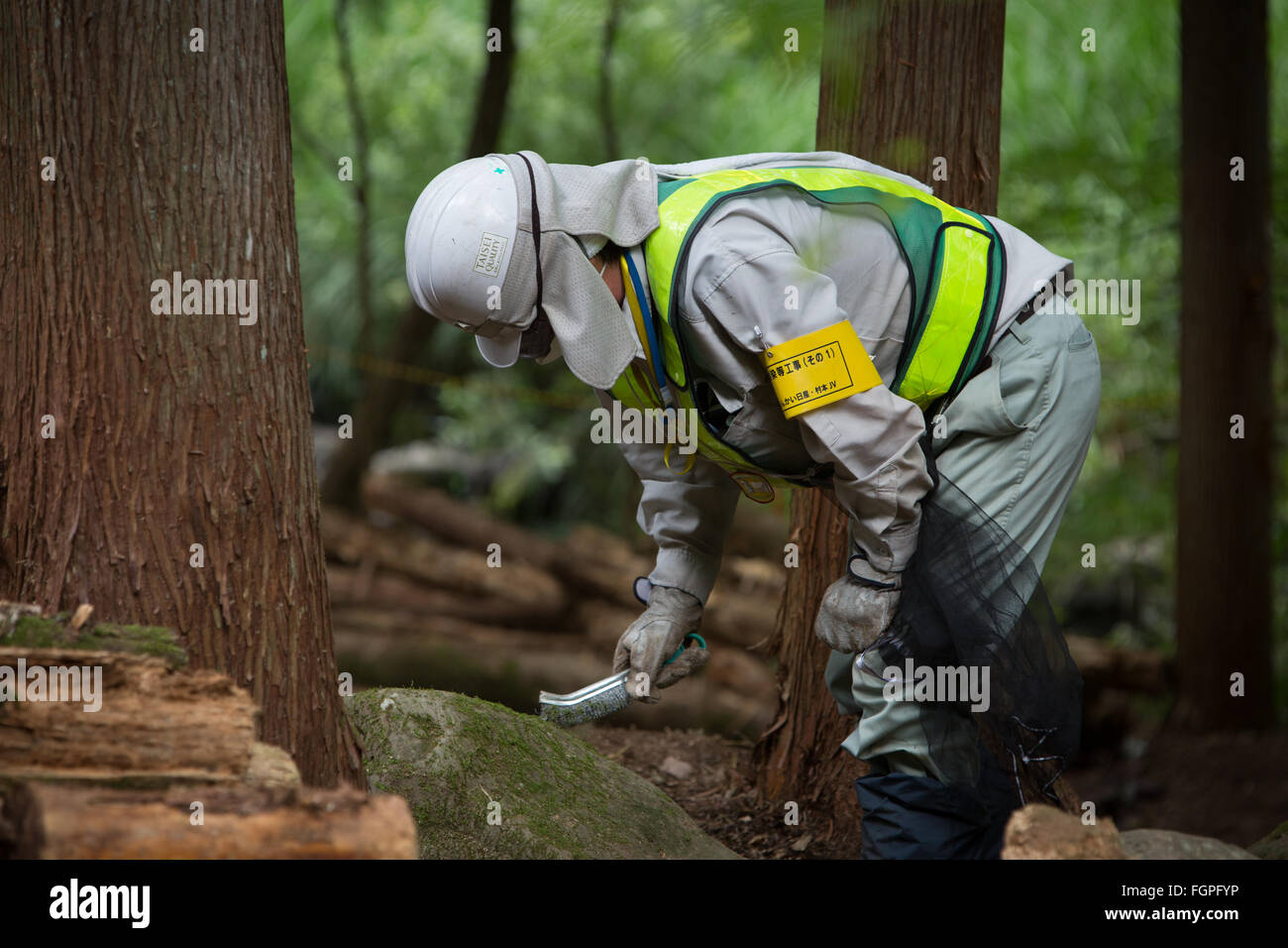 Radioactive decontamination process of the forests and fields, in ...
