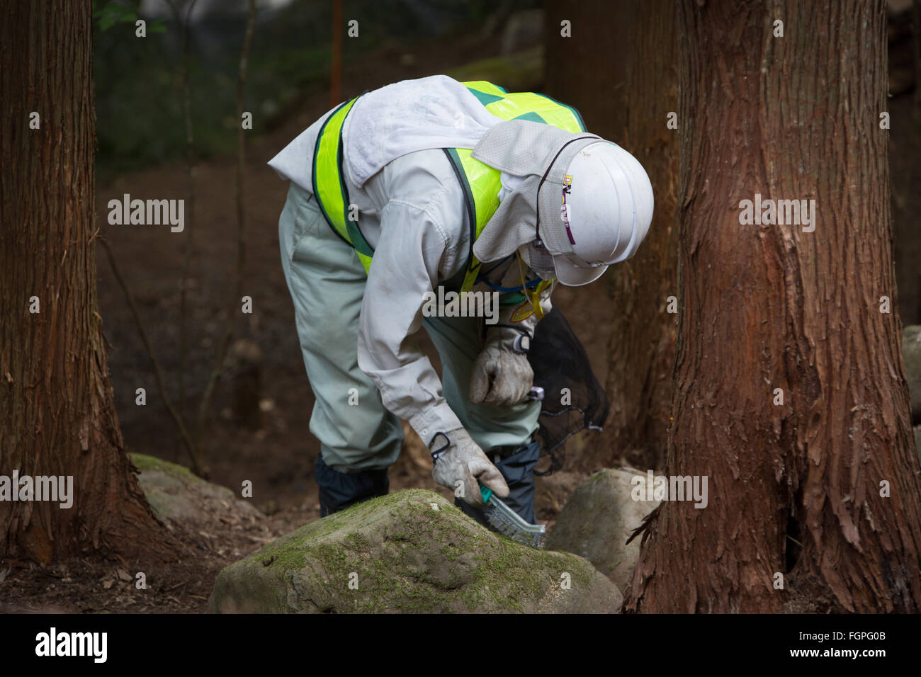 Radioactive decontamination process of the forests and fields, in ...