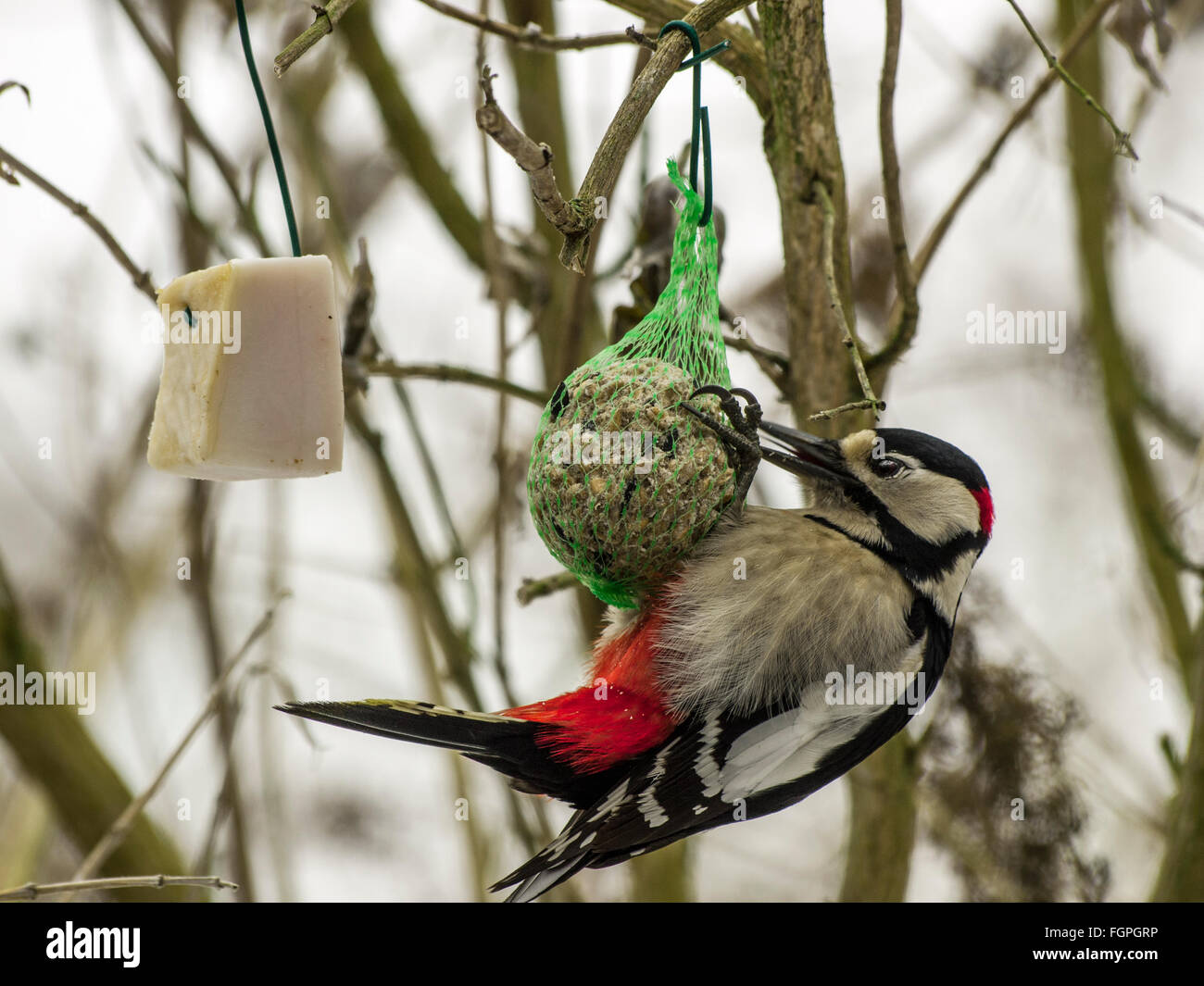 Great spotted woodpecker picking on a birdseed ball Stock Photo - Alamy