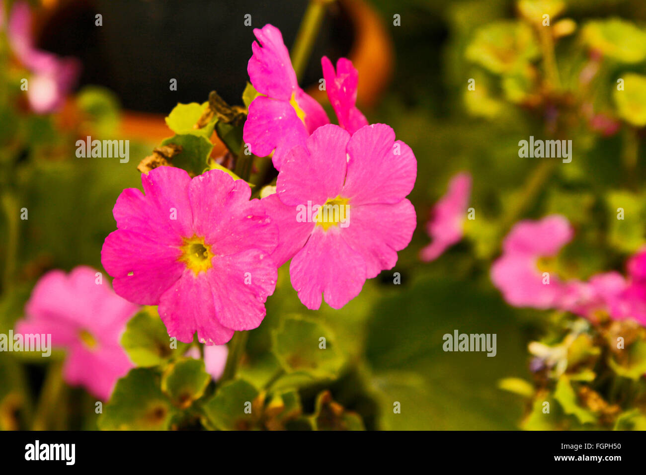 Flowers of tamil nadu hi-res stock photography and images - Alamy