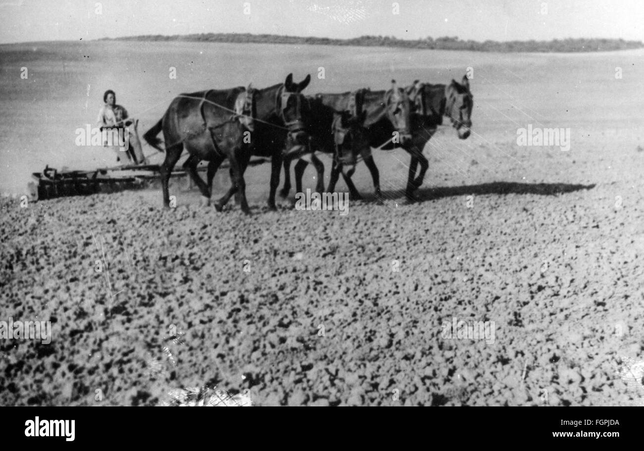 Horse field drawing hi-res stock photography and images - Alamy