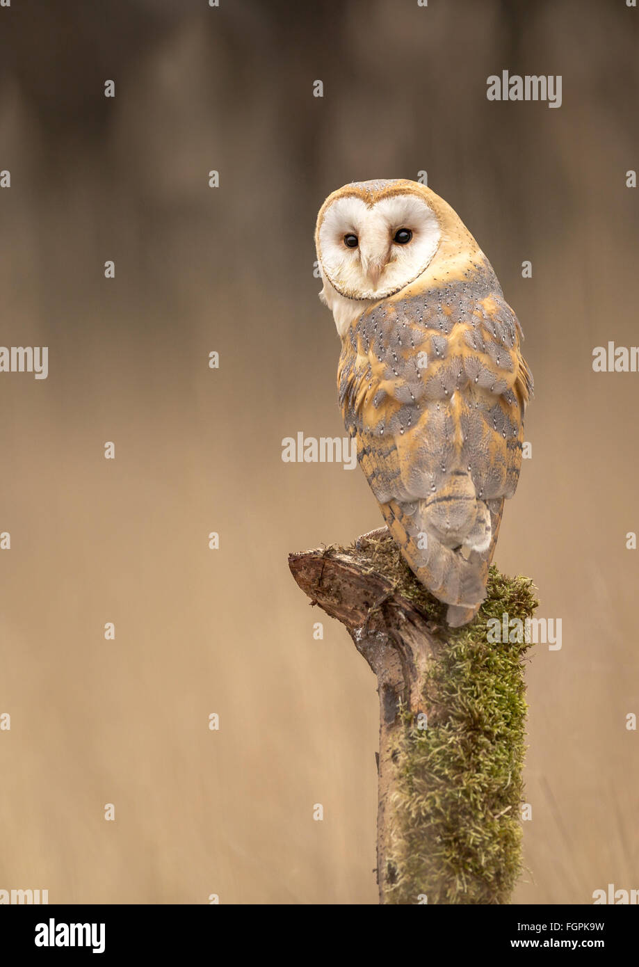 Barn Owl (Tyto alba) perched on post looking back and alert Stock Photo ...