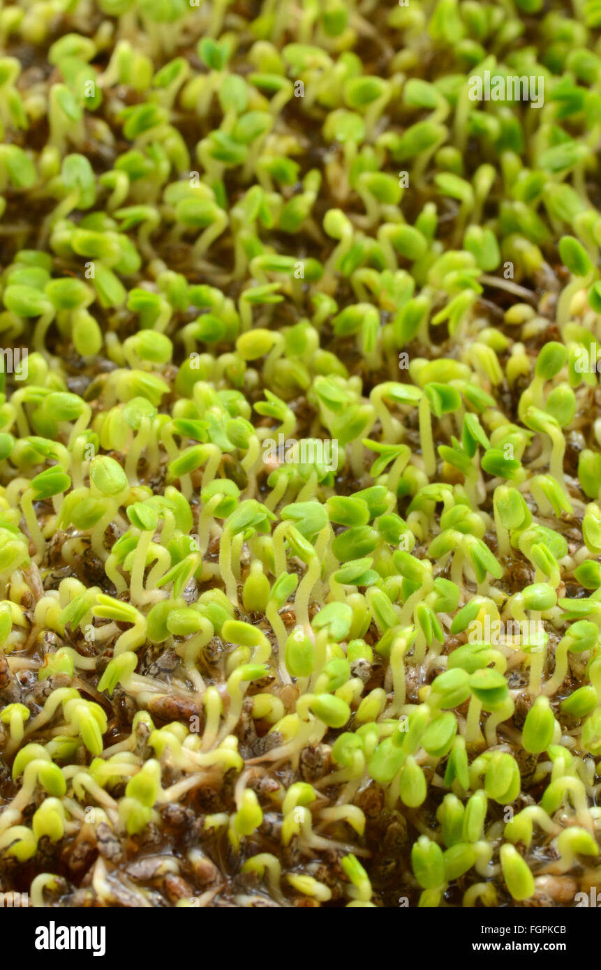 Closeup view of newly sprouted chia seeds Stock Photo - Alamy