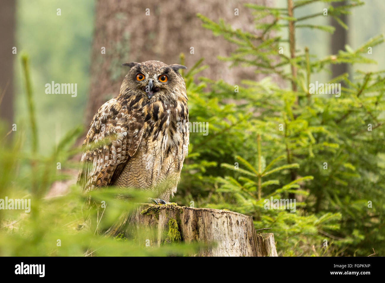 Full body owl hi-res stock photography and images - Alamy