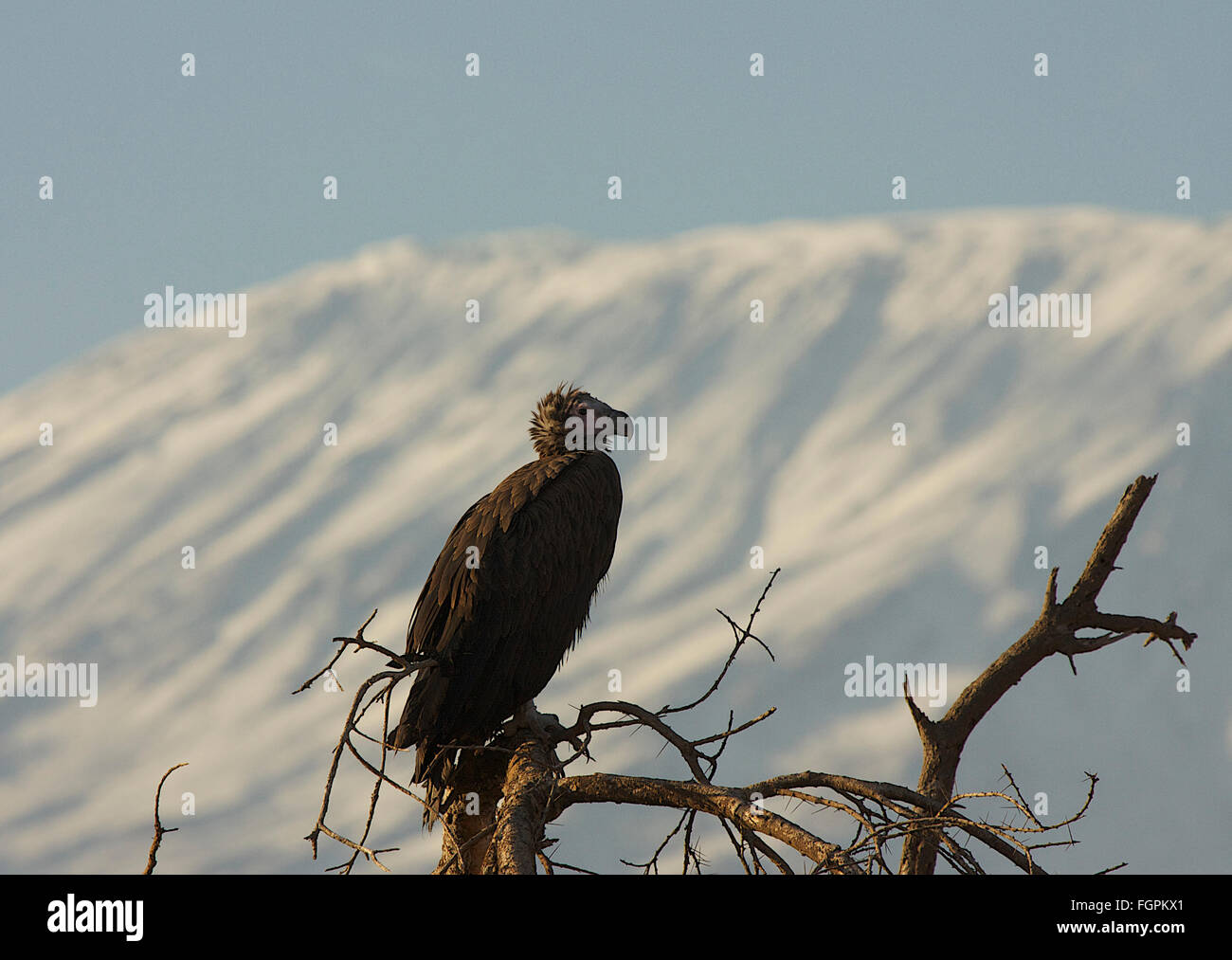 Vulture perching in front of Mount Kilimanjaro Stock Photo - Alamy