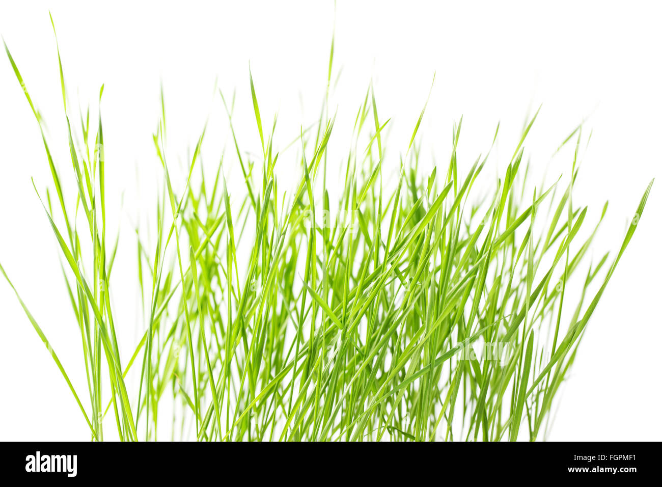 Green grass isolated on white background Stock Photo - Alamy