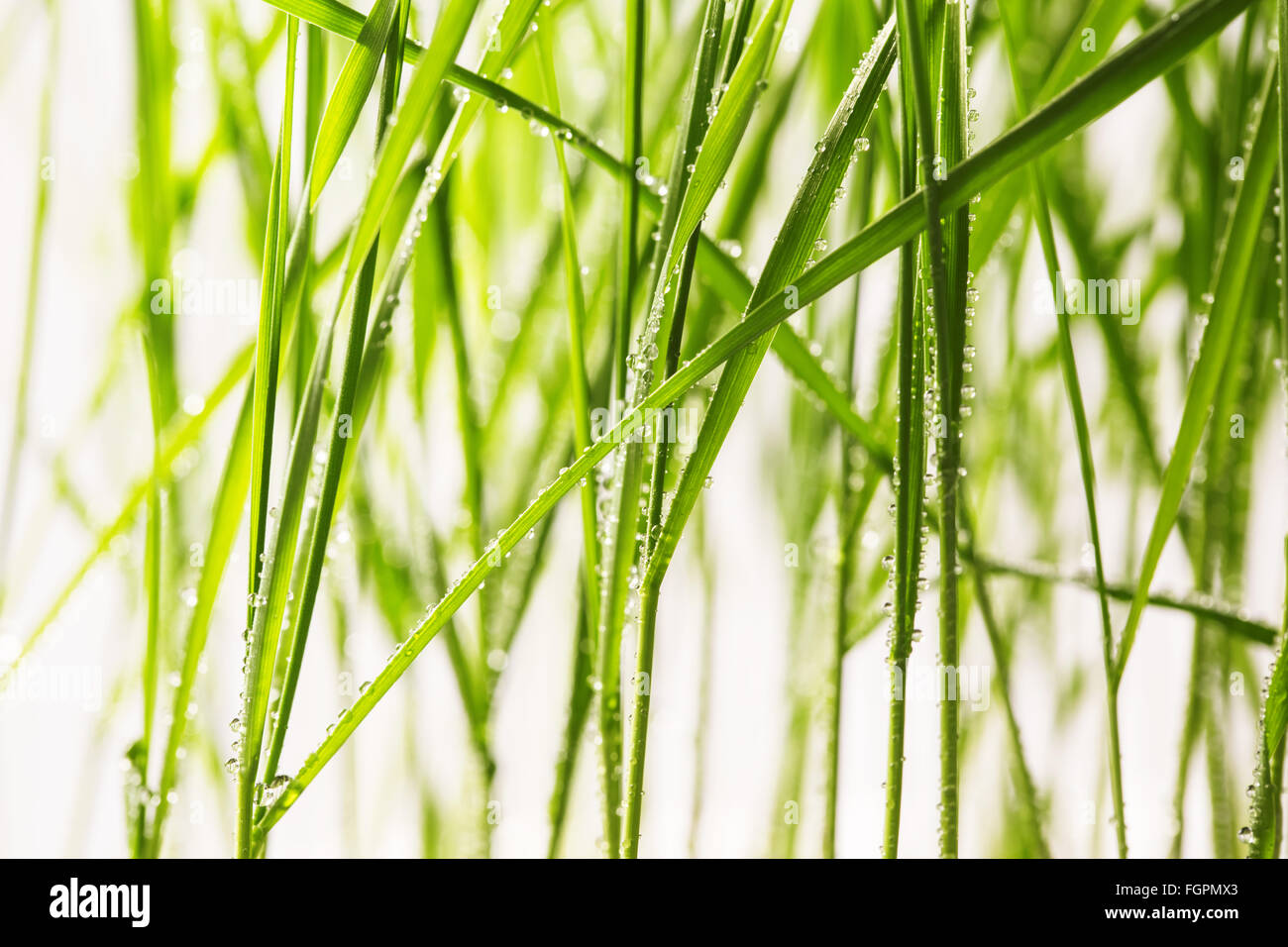 Green field texture close hi-res stock photography and images - Alamy
