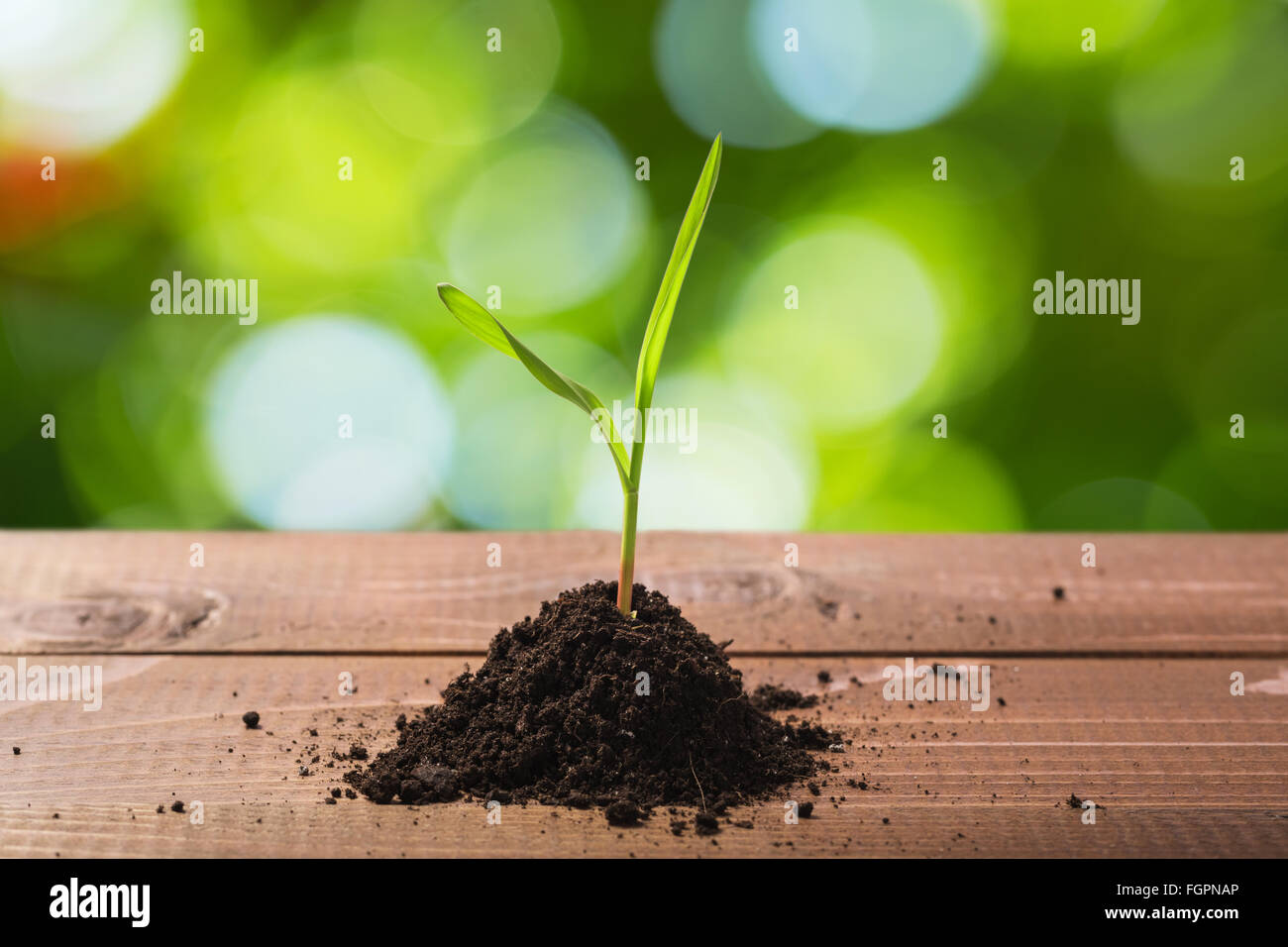 New life. Young sprout in springtime on the wooden table Stock Photo ...