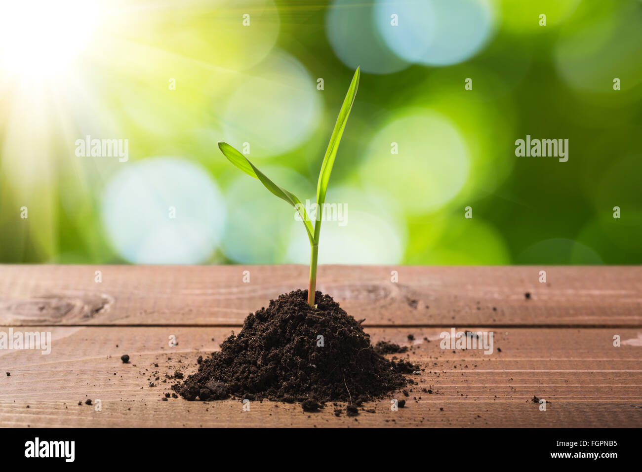 New life. Young sprout in springtime on the wooden table with sun beam ...
