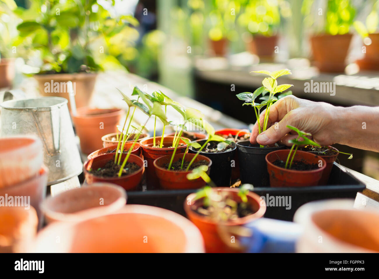 Woman potting plants in greenhouse Stock Photo - Alamy
