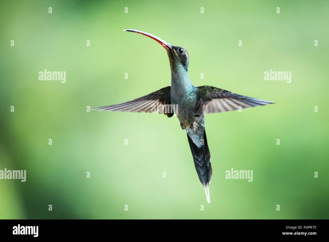 Long Billed Hummingbird Hovering Stock Photo - Alamy