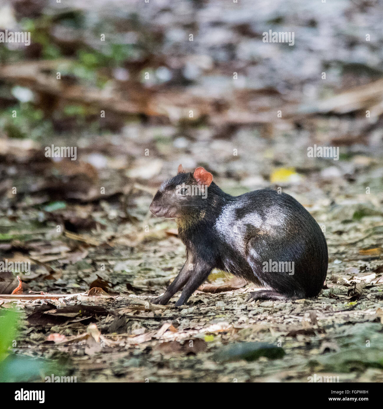 Red rumped agouti hi-res stock photography and images - Alamy