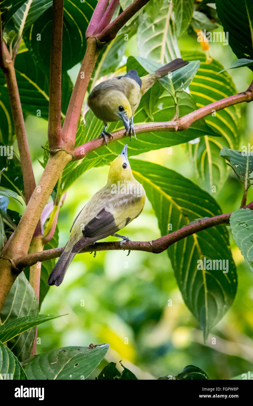 Palm Tanagers (Thraupis palmarum). Trinidad, Caribbean Stock Photo - Alamy
