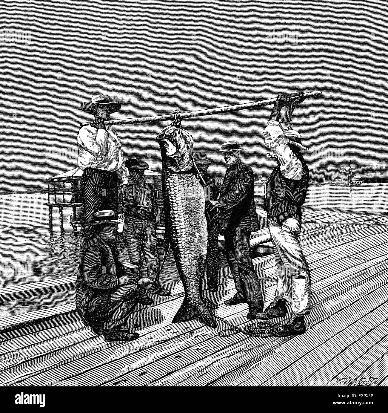 fishing, angling, measuring and weighing the spoil, wood engraving ...
