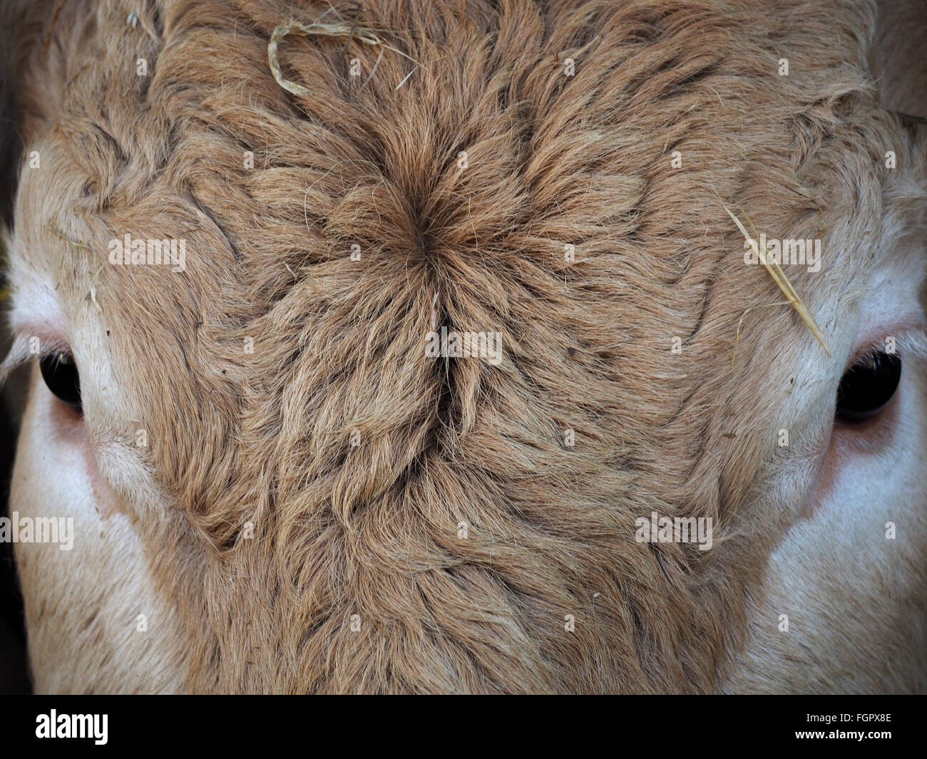 close up of forehead and face of light brown cow Stock Photo - Alamy