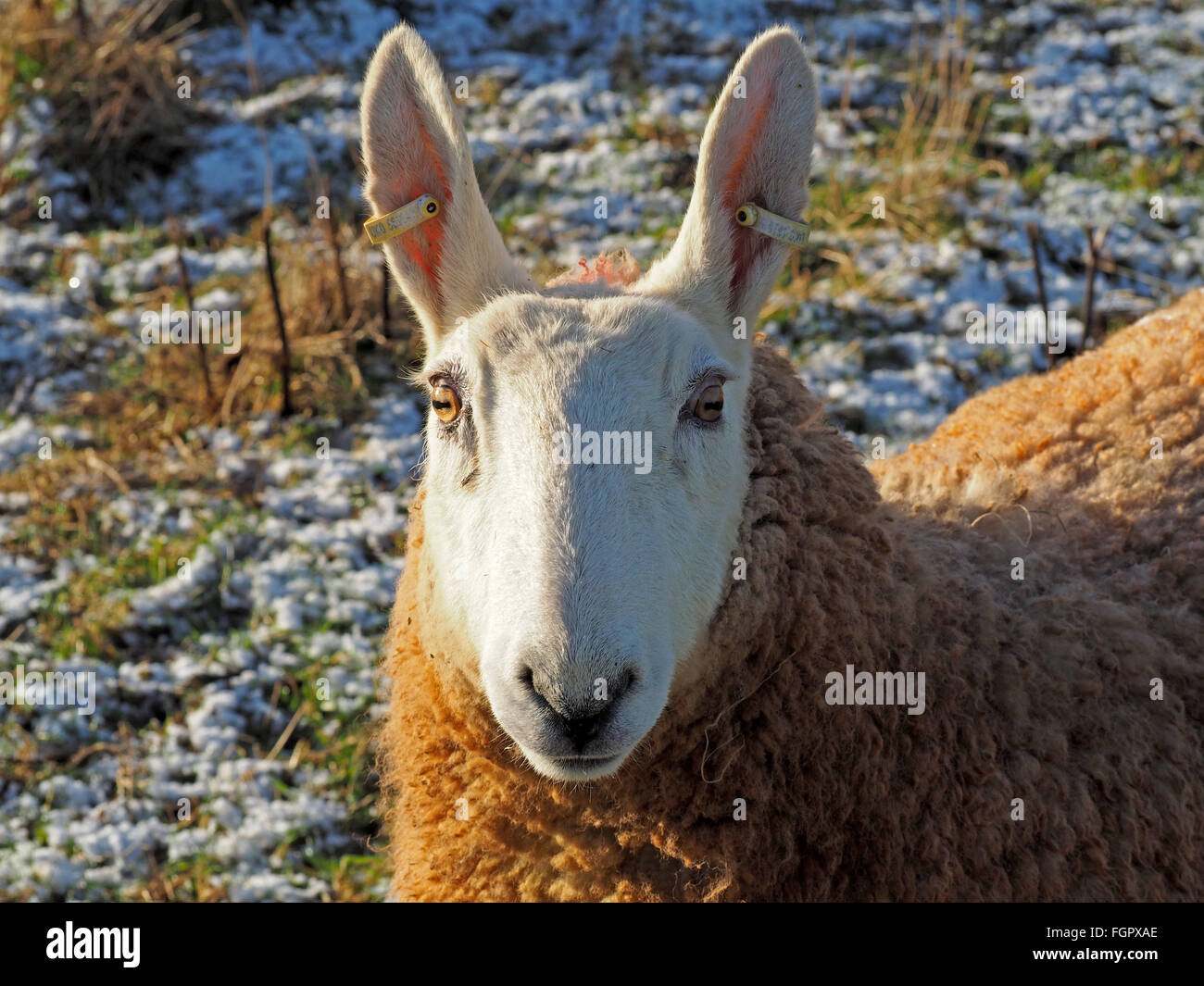 head and shoulder portrait of brownish Border Leicester sheep with ...